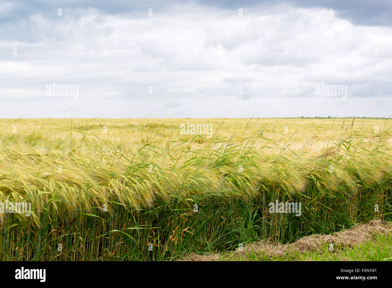 Grain_field hi-res stock photography and images - Alamy