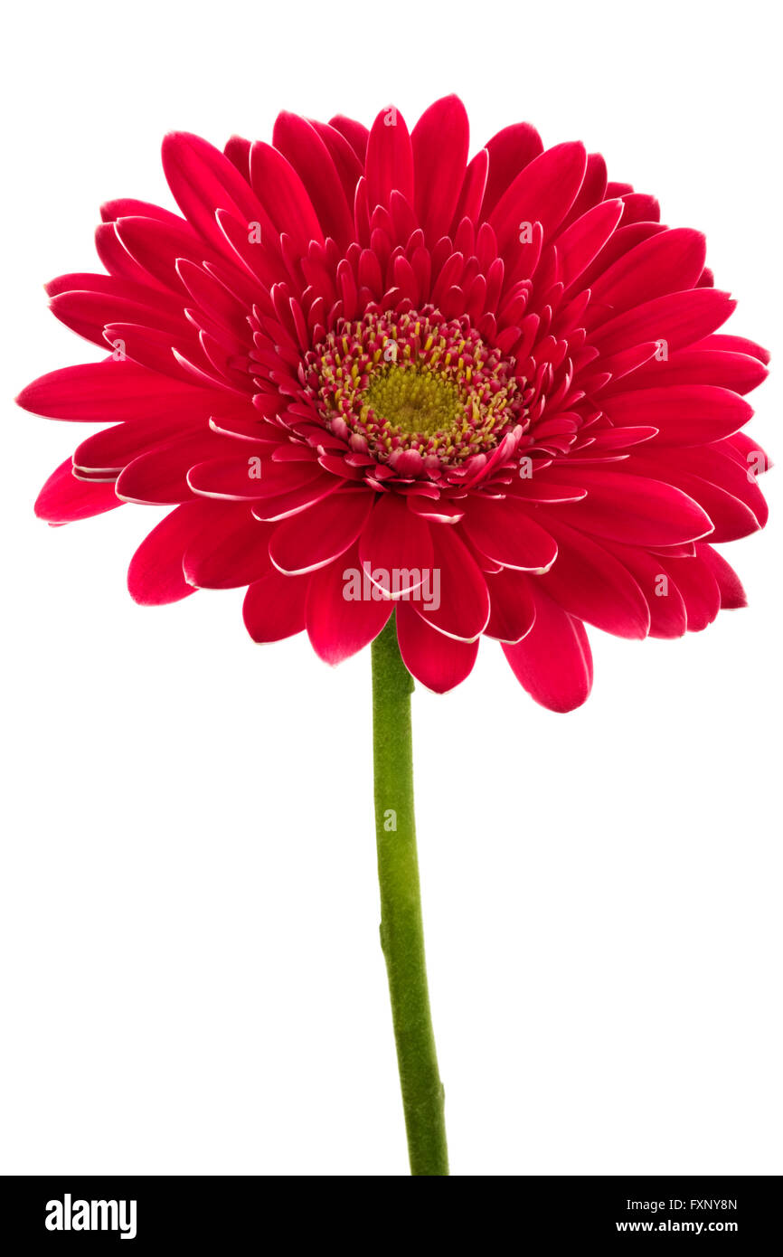 Beautiful brightly red flower on a white background Stock Photo - Alamy