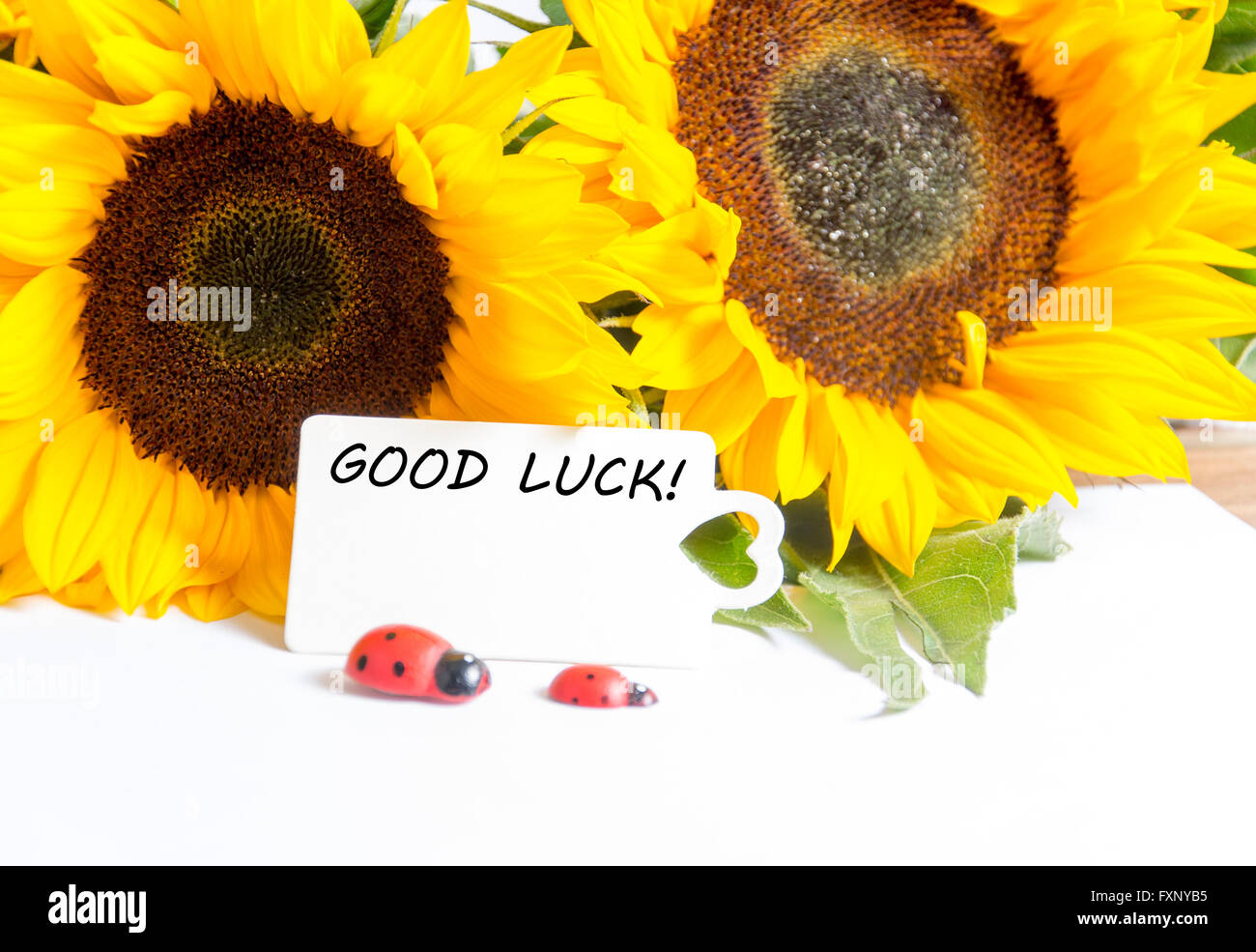 Sunflower Good Luck High Resolution Stock Photography and Images - Alamy