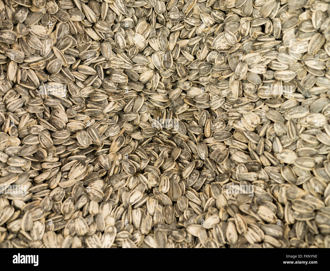 High angle close up view of Sunflower Seeds Dry Roasted In Shell ...
