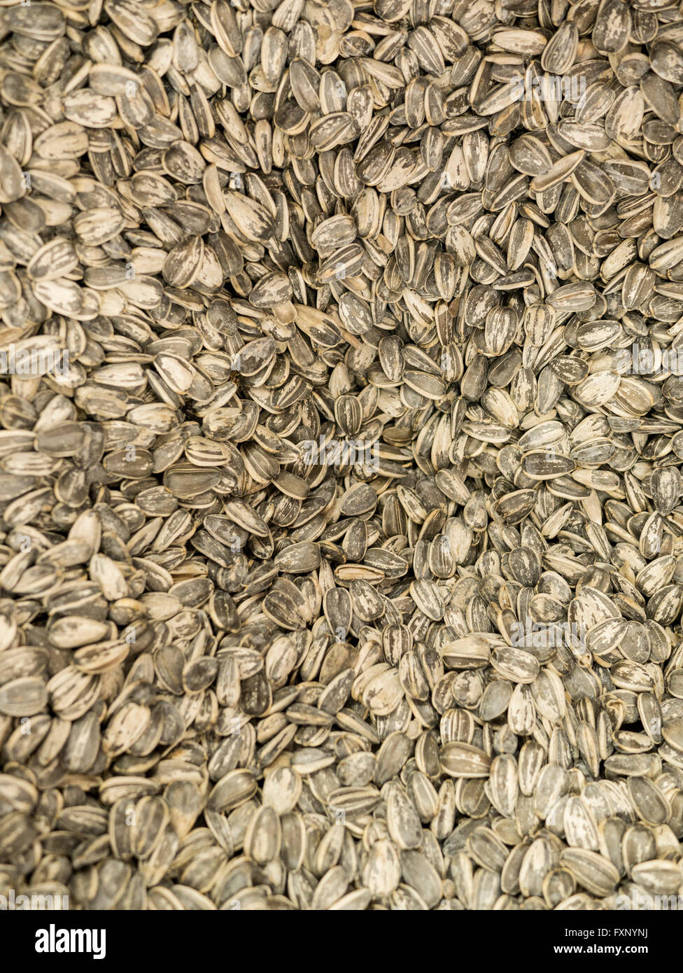 High angle close up view of Sunflower Seeds Dry Roasted In Shell ...