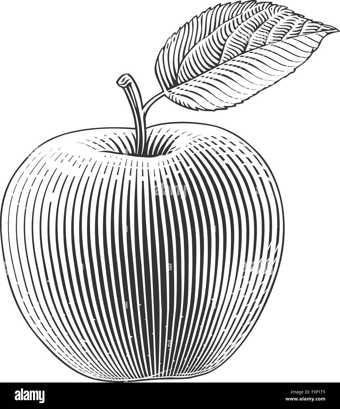 Vector illustration of an apple in engraving style on transparent ...