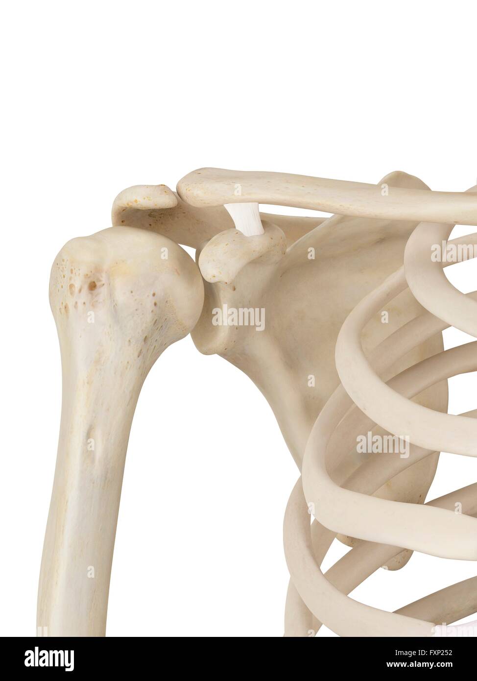 Human shoulder joint, computer illustration Stock Photo - Alamy