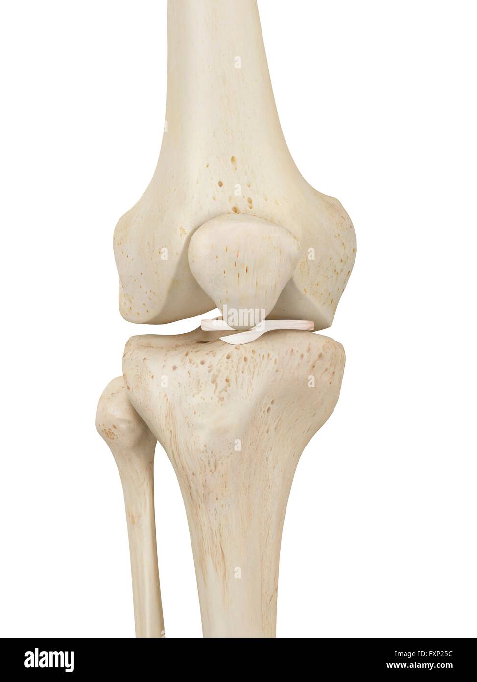 Human knee joint, computer illustration Stock Photo - Alamy
