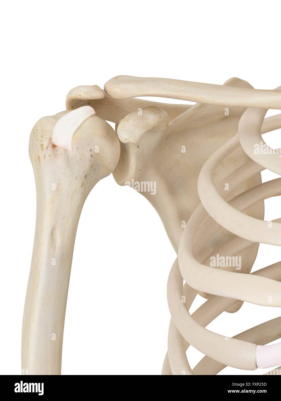 Human shoulder joint, computer illustration Stock Photo - Alamy