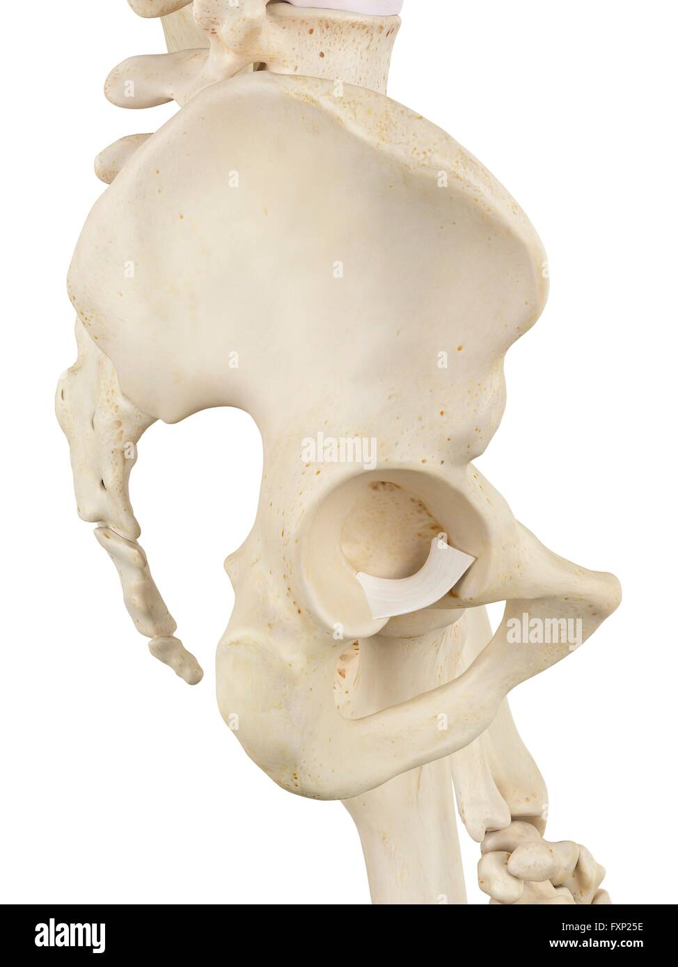 Human pelvis bones hi-res stock photography and images - Alamy