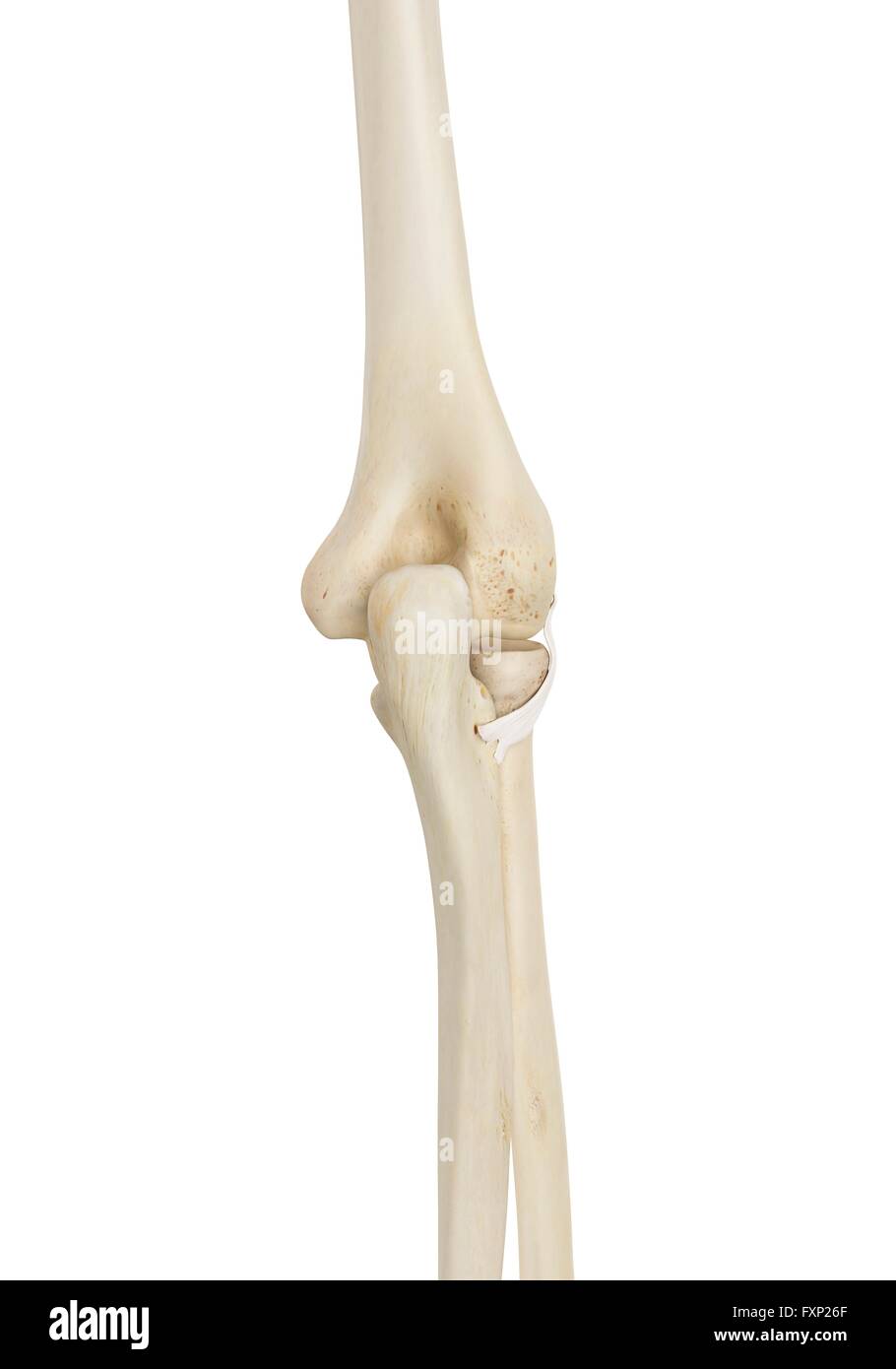 Human elbow joint, computer illustration Stock Photo - Alamy