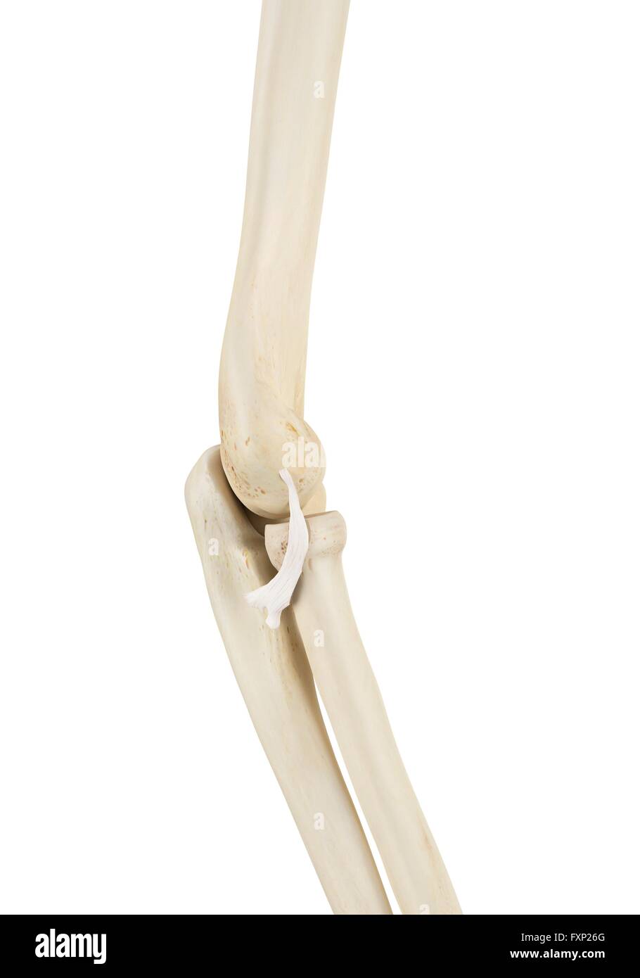 Human elbow joint, computer illustration Stock Photo - Alamy