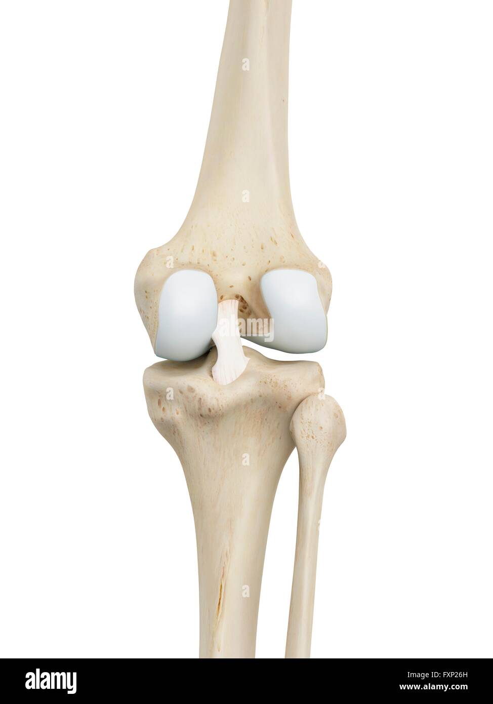 Human knee joint, computer illustration Stock Photo - Alamy