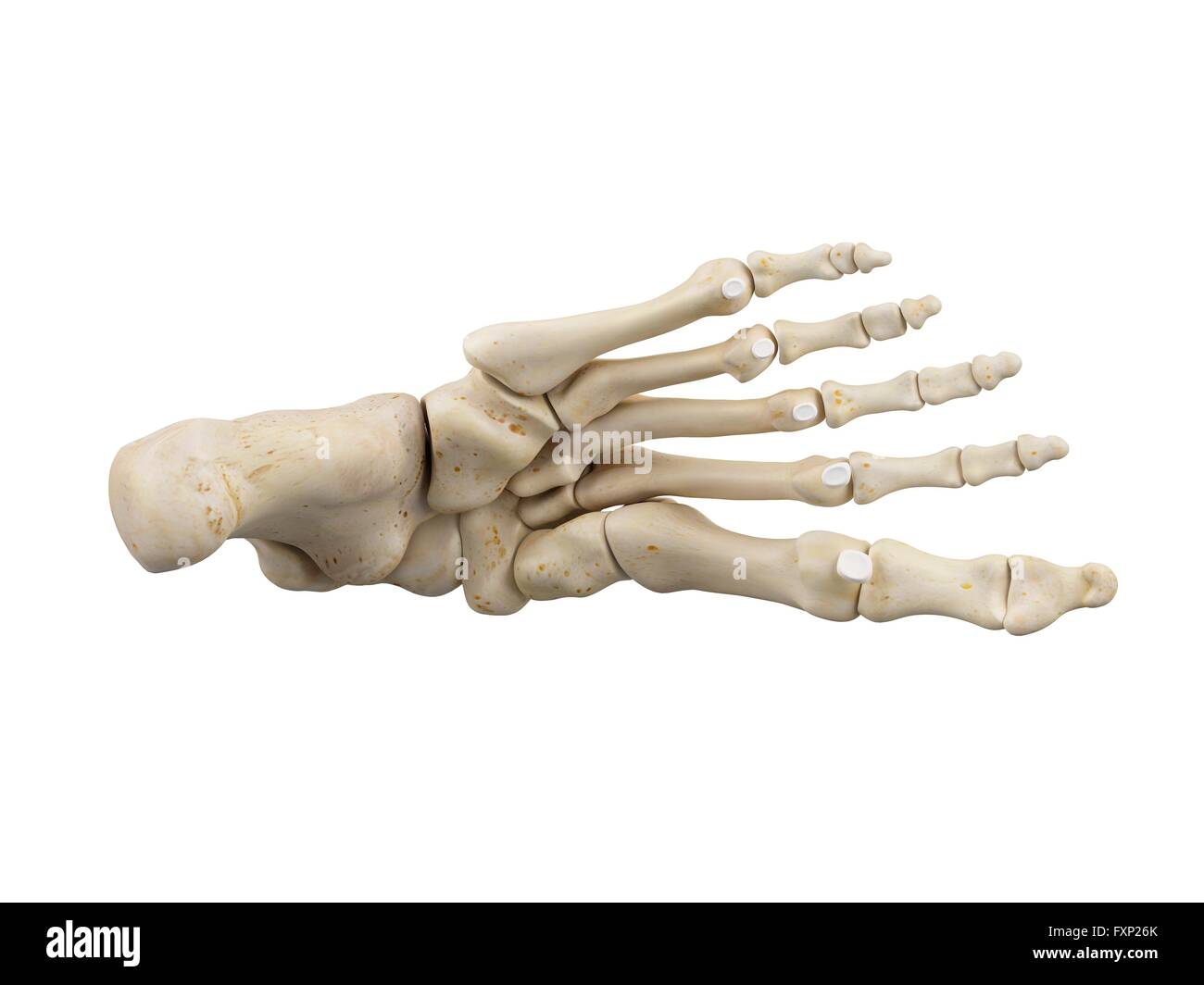 Human foot anatomy, computer illustration Stock Photo - Alamy