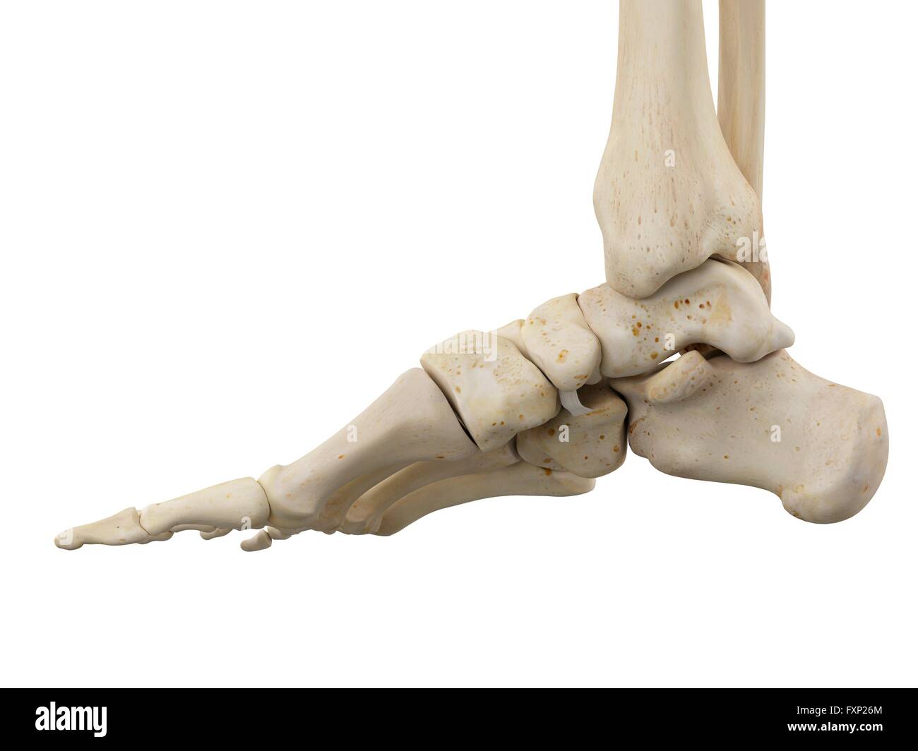 Foot anatomy 3d Cut Out Stock Images & Pictures - Alamy