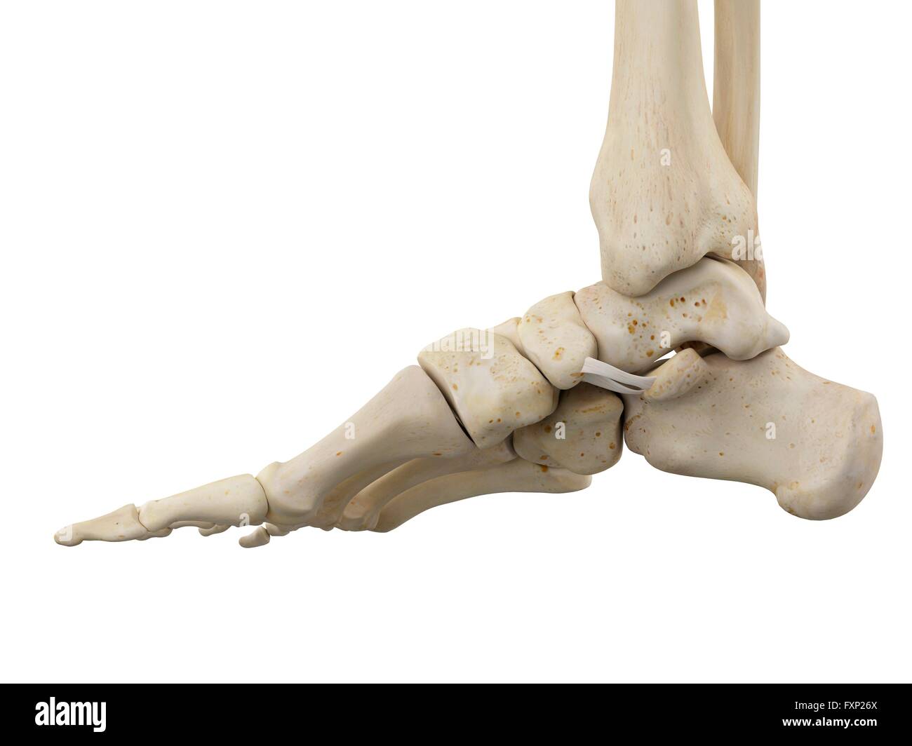 Foot ligaments anatomy hi-res stock photography and images - Alamy