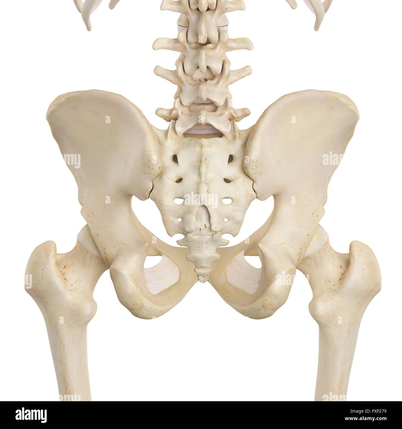 Human pelvis bones hi-res stock photography and images - Alamy