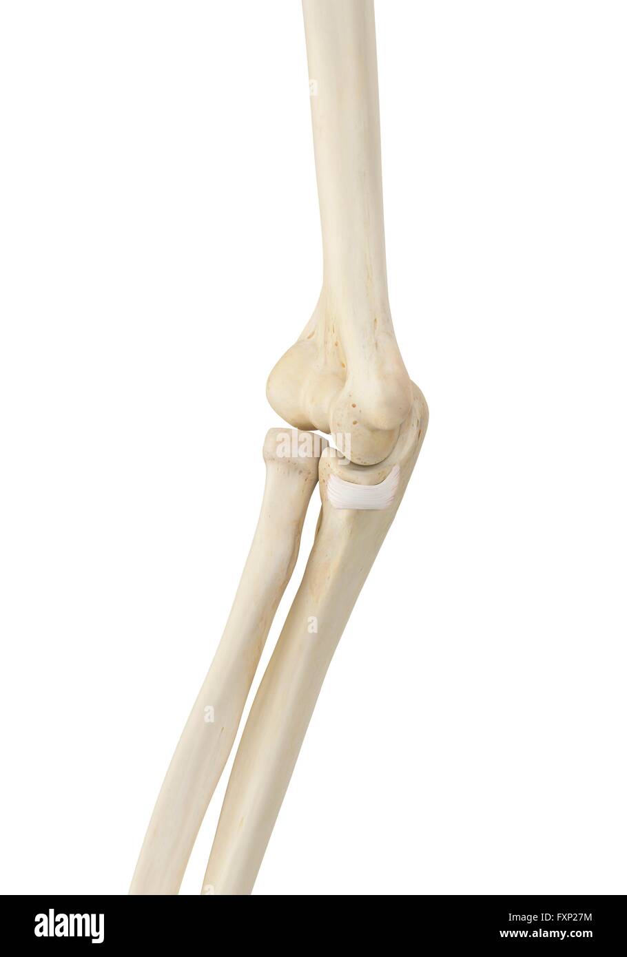 Human elbow joint, computer illustration Stock Photo - Alamy