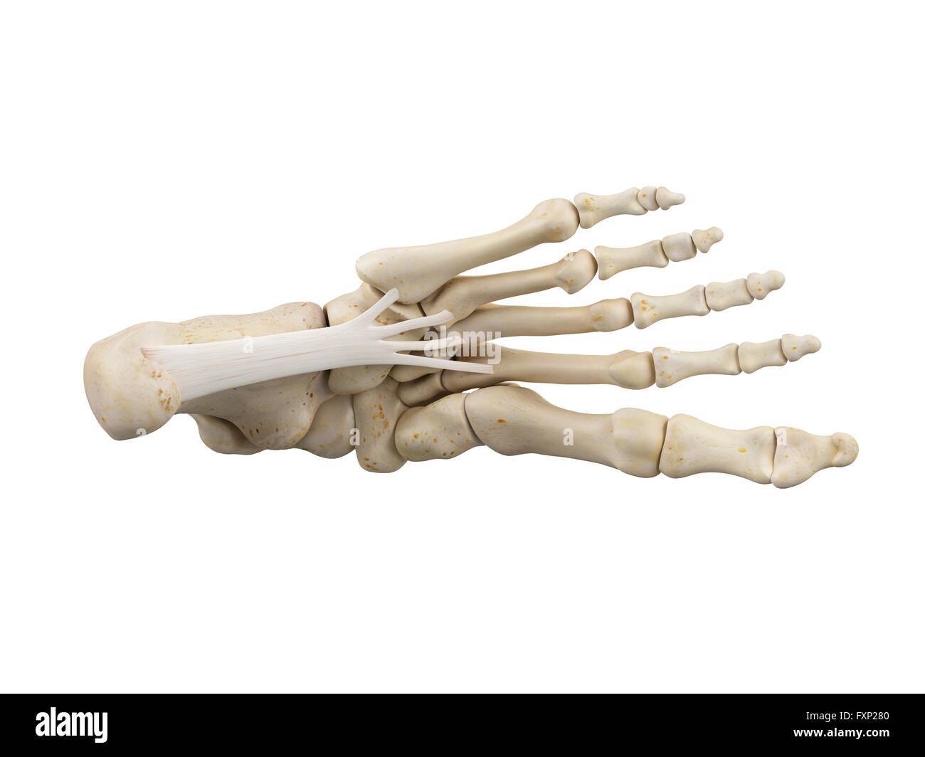 Foot ligaments anatomy hi-res stock photography and images - Alamy