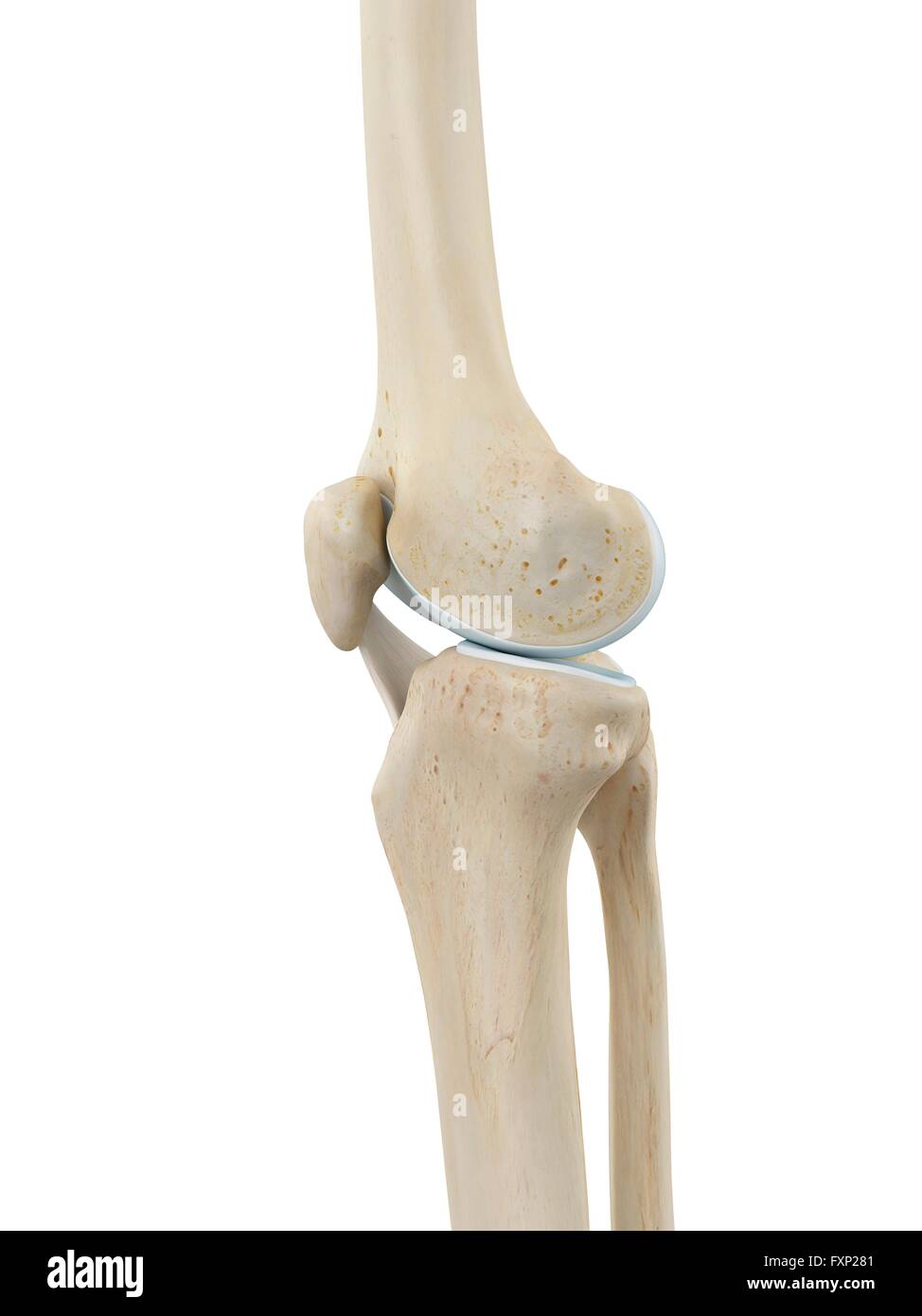 Human knee joint, computer illustration Stock Photo - Alamy