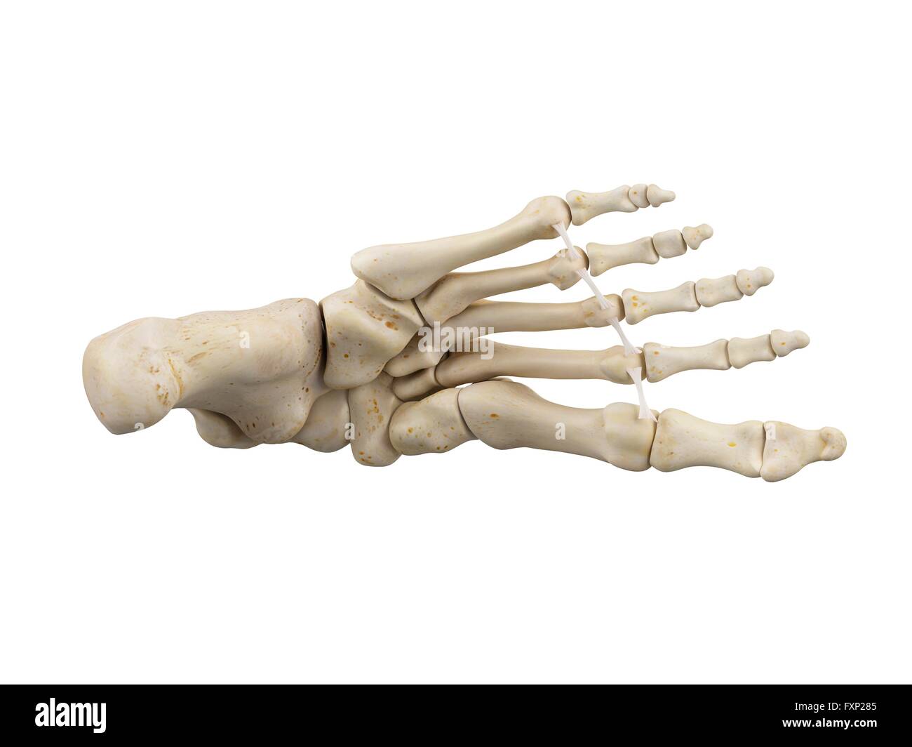 Human foot anatomy, computer illustration Stock Photo - Alamy
