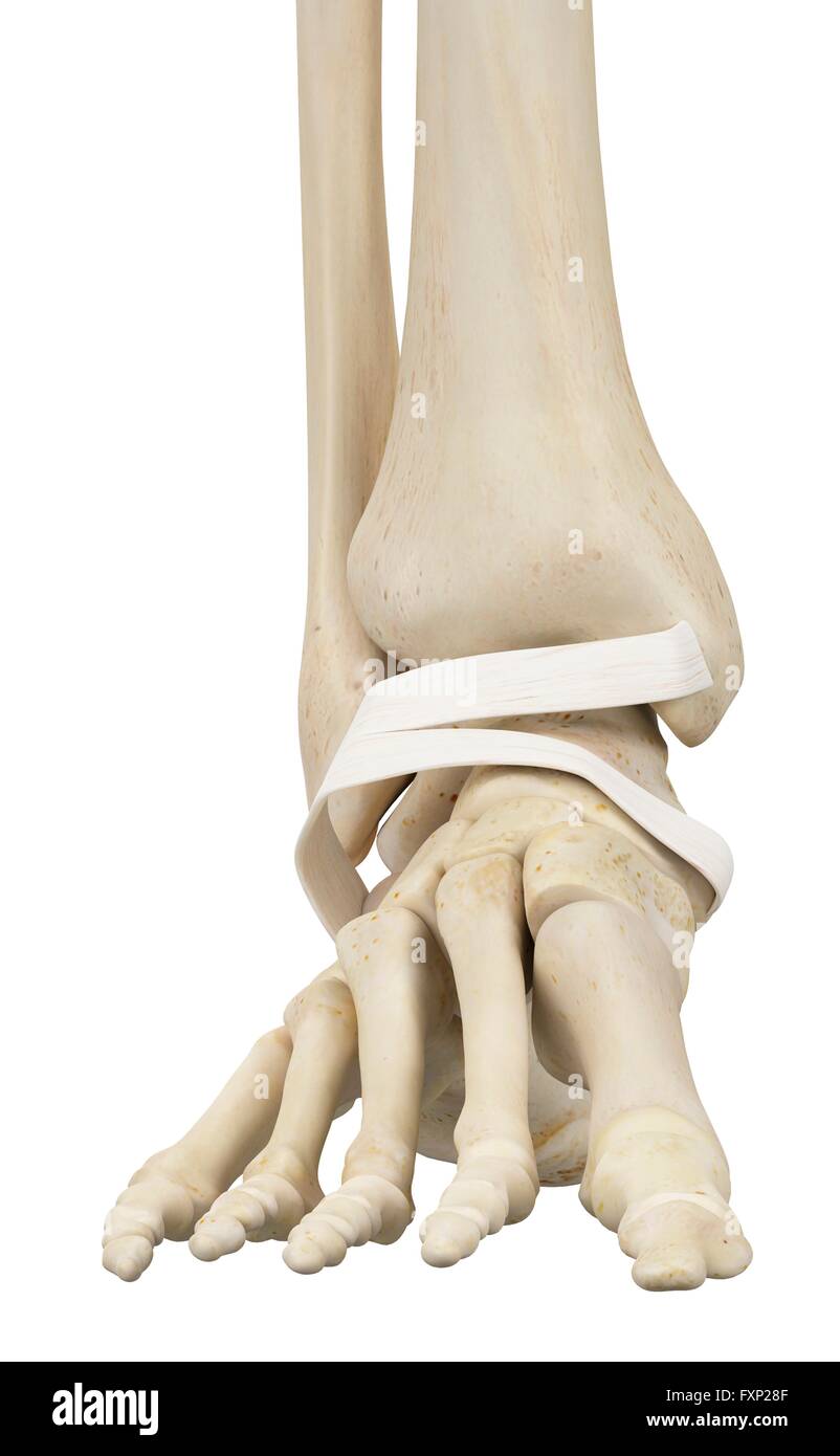 Human foot anatomy, computer illustration Stock Photo - Alamy