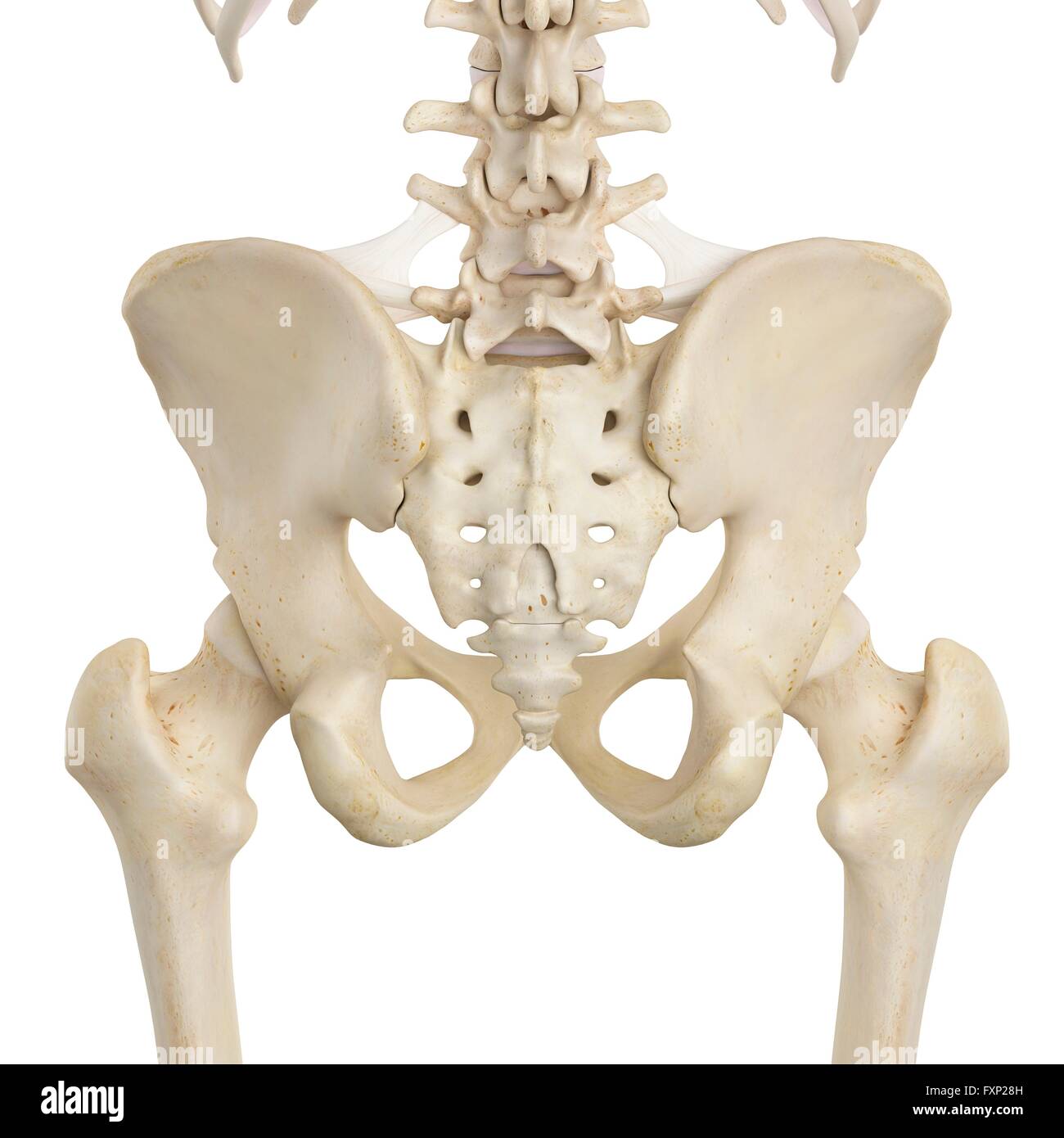 Human Pelvis Posterior