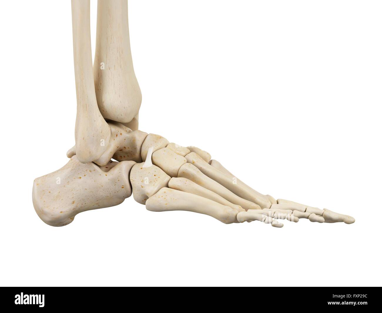 Human foot anatomy, computer illustration Stock Photo - Alamy