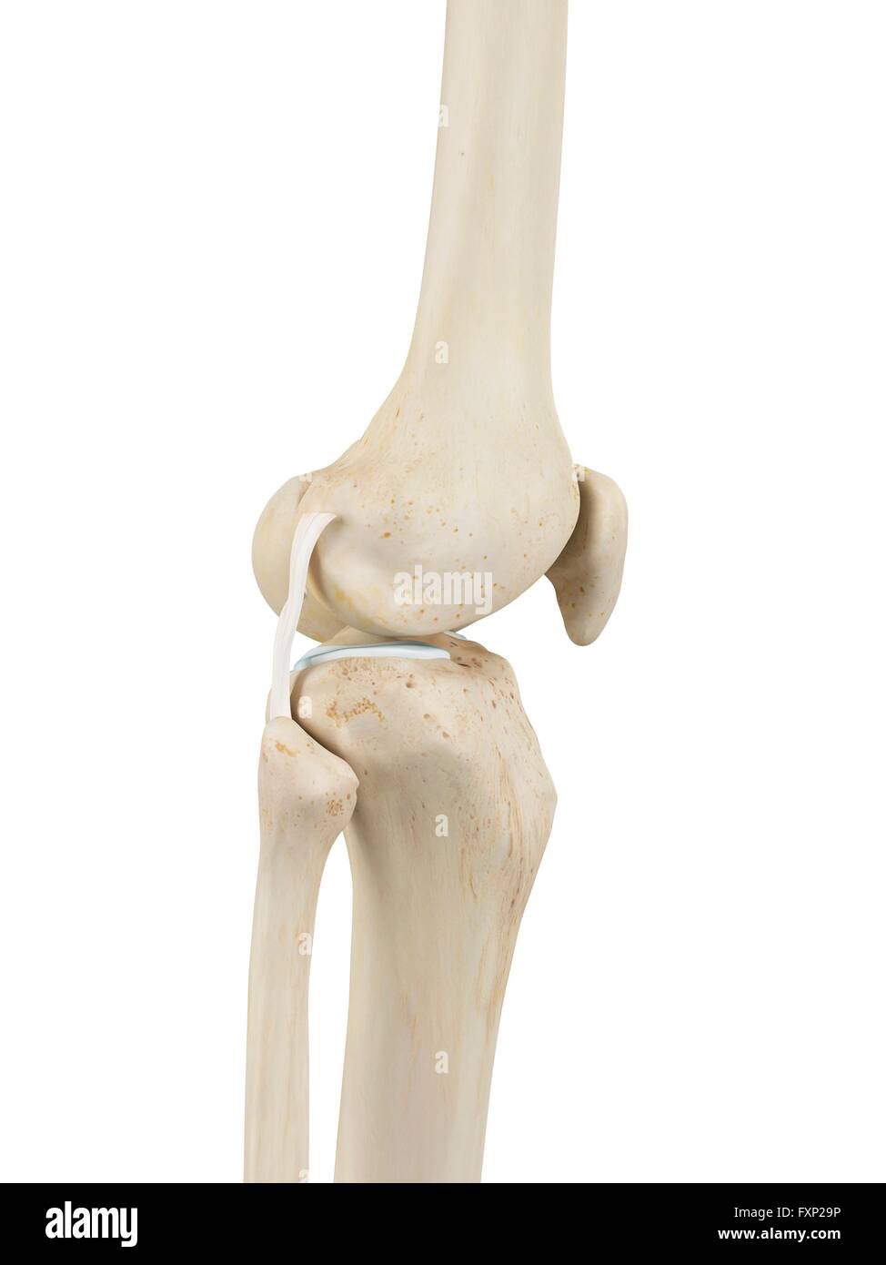 Human knee joint, computer illustration Stock Photo - Alamy