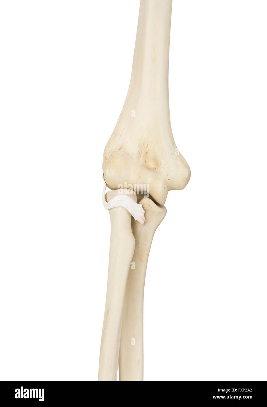Human elbow joint, computer illustration Stock Photo - Alamy