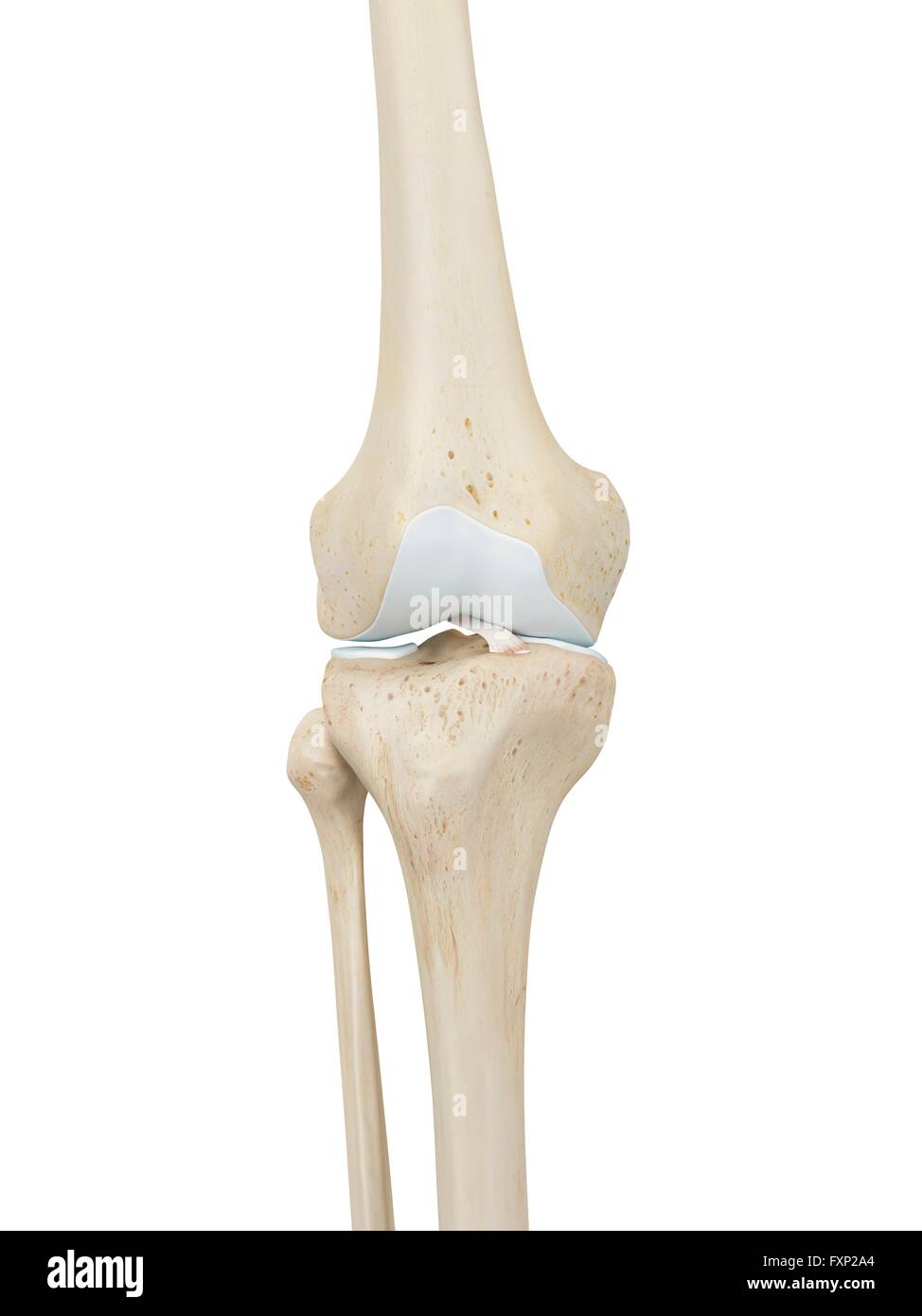 Human knee joint, computer illustration Stock Photo - Alamy