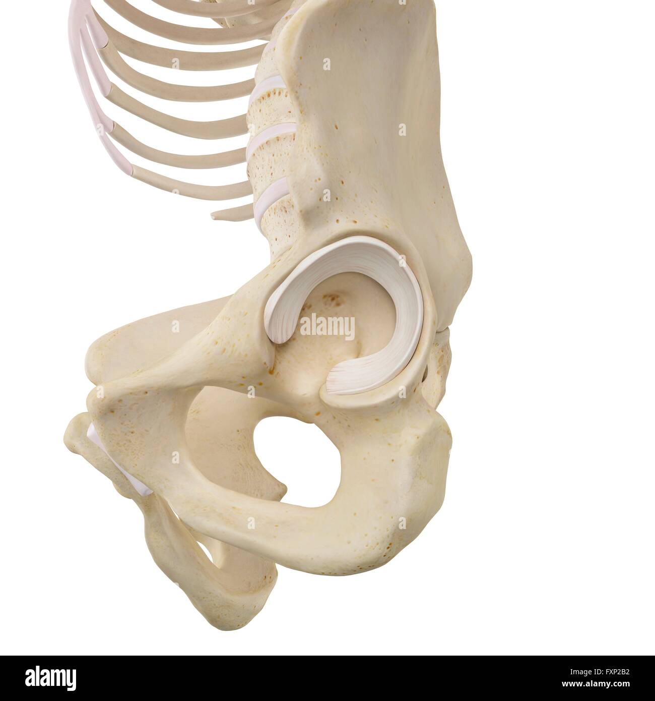 Human pelvis bones, computer illustration Stock Photo - Alamy