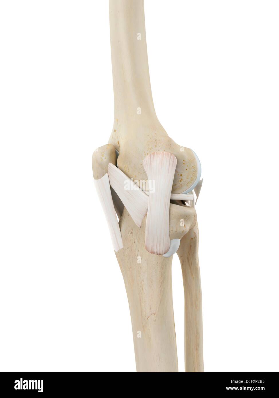 Human knee joint, computer illustration Stock Photo - Alamy