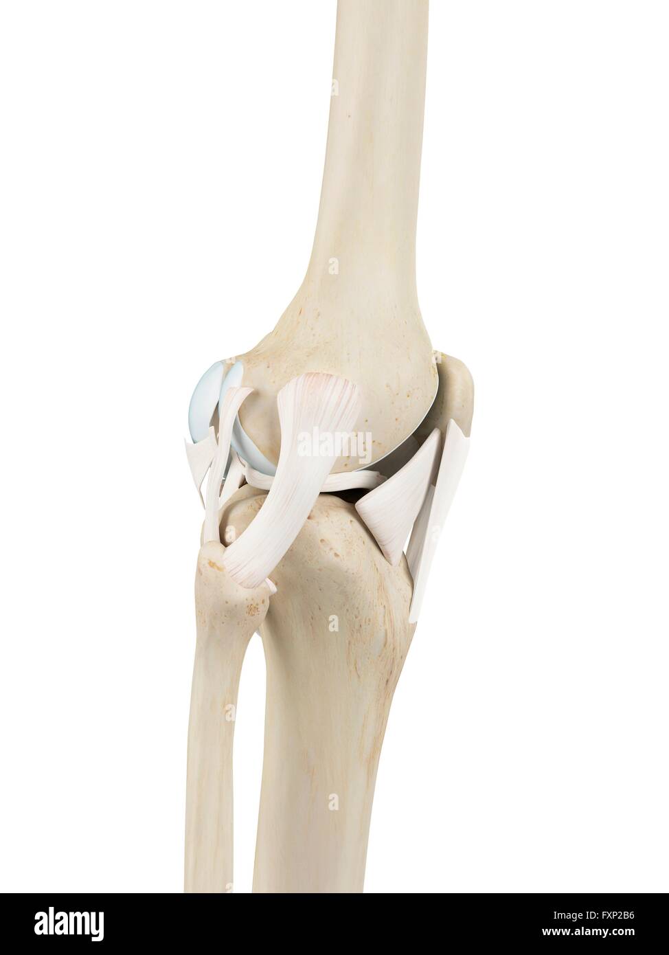 Human knee joint hi-res stock photography and images - Alamy