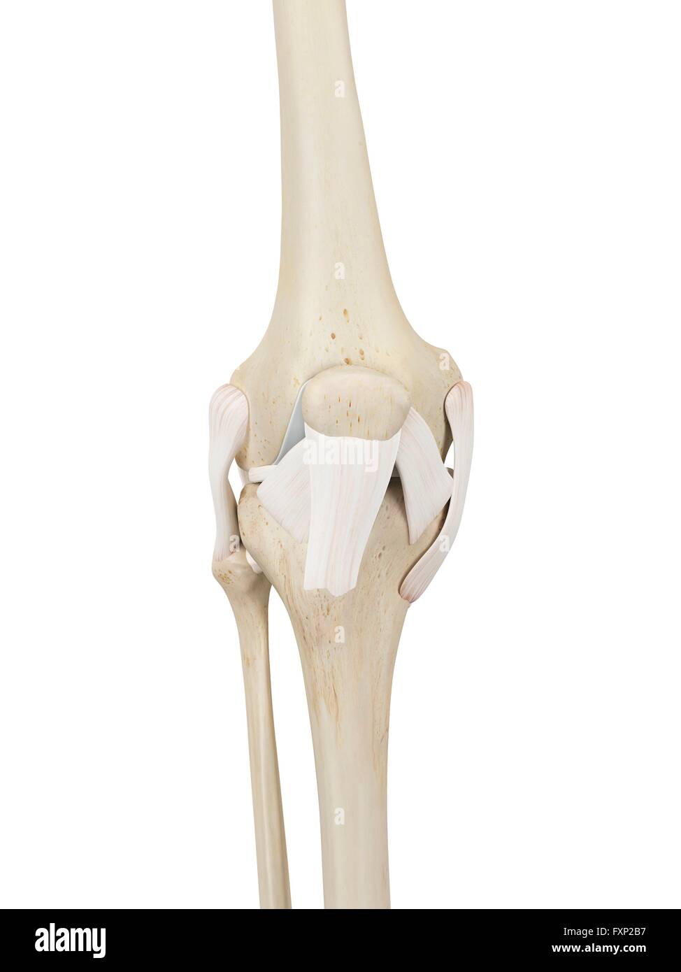 Human knee joint, computer illustration Stock Photo - Alamy