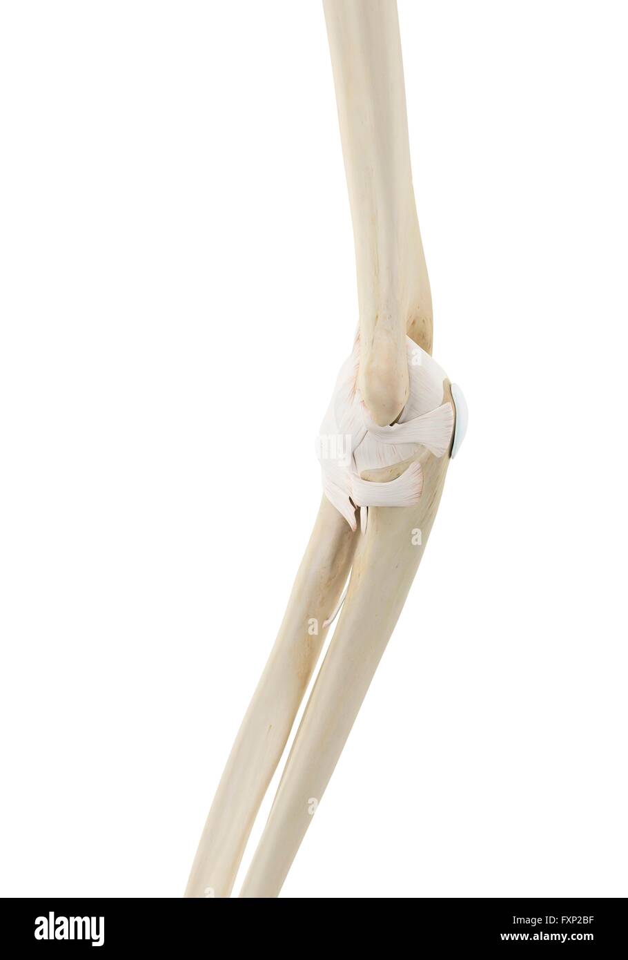 Human elbow joint, computer illustration Stock Photo - Alamy