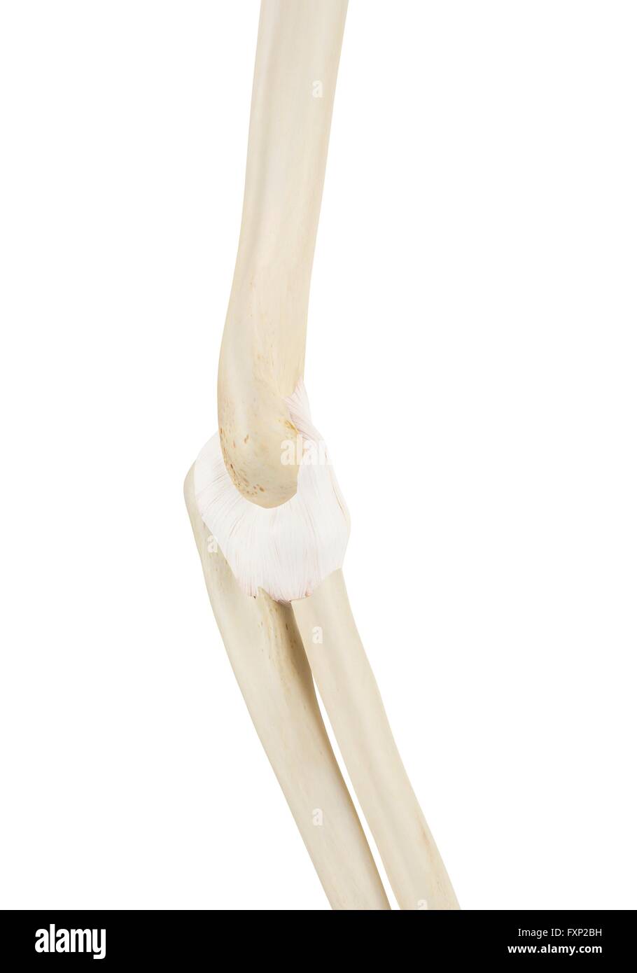 Human elbow joint, computer illustration Stock Photo - Alamy