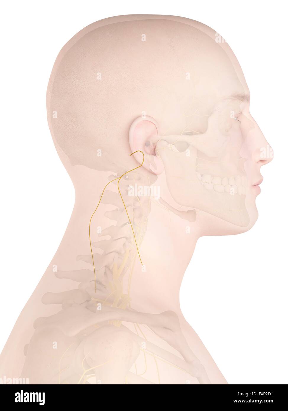 Human nerves, computer illustration Stock Photo - Alamy