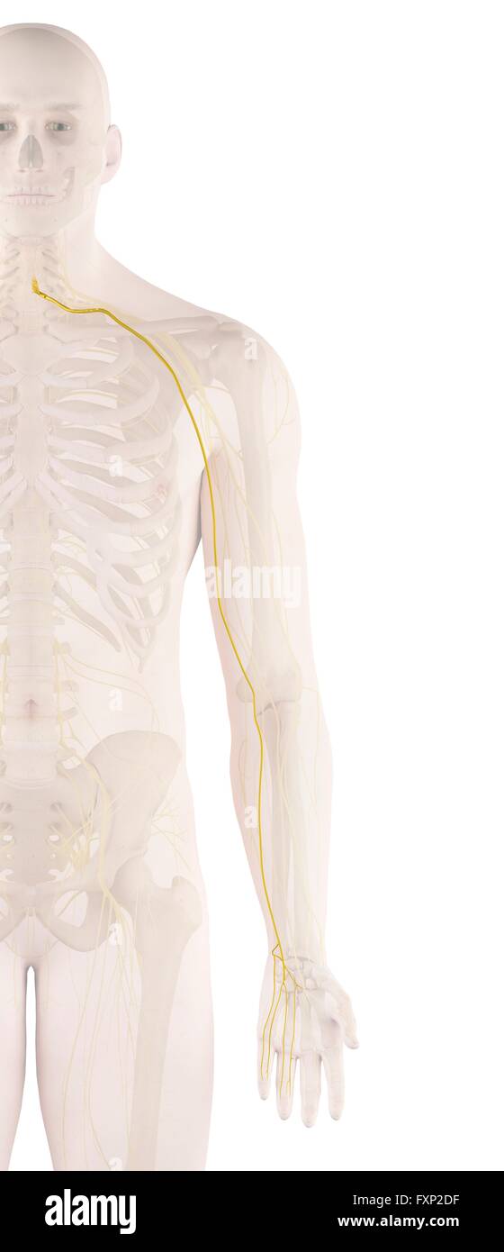 Human nerves, computer illustration Stock Photo - Alamy