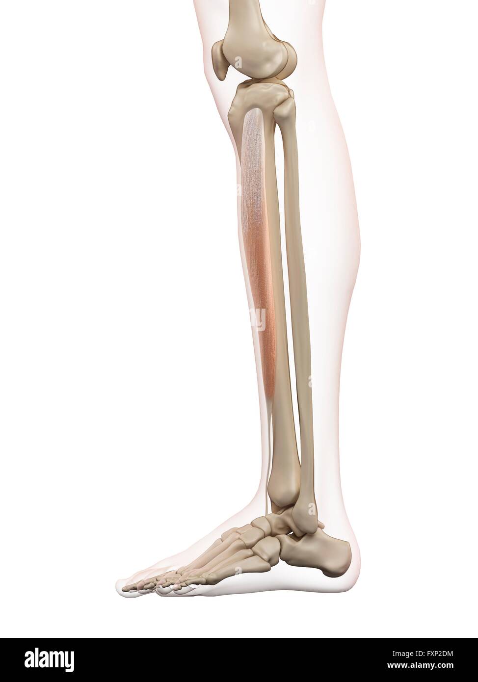 Human leg muscle, computer illustration Stock Photo - Alamy