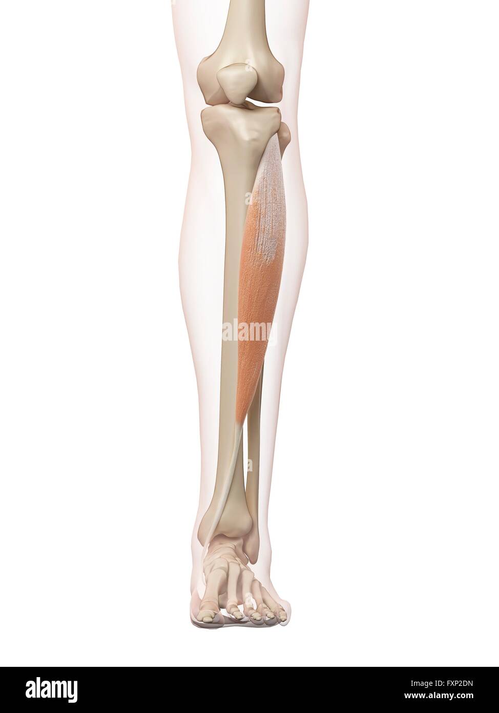 Human leg muscle, computer illustration Stock Photo - Alamy