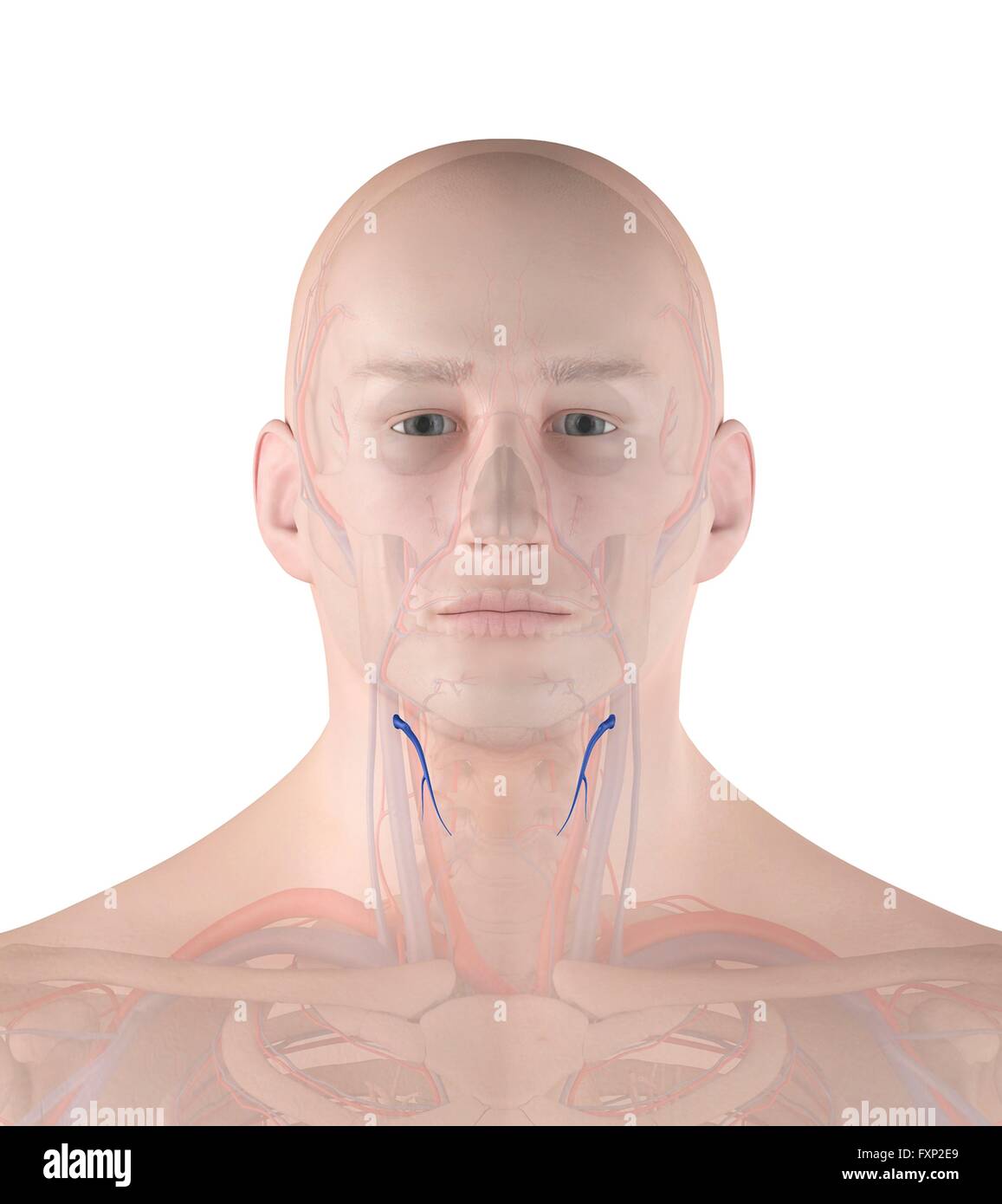 Human veins, computer illustration Stock Photo - Alamy