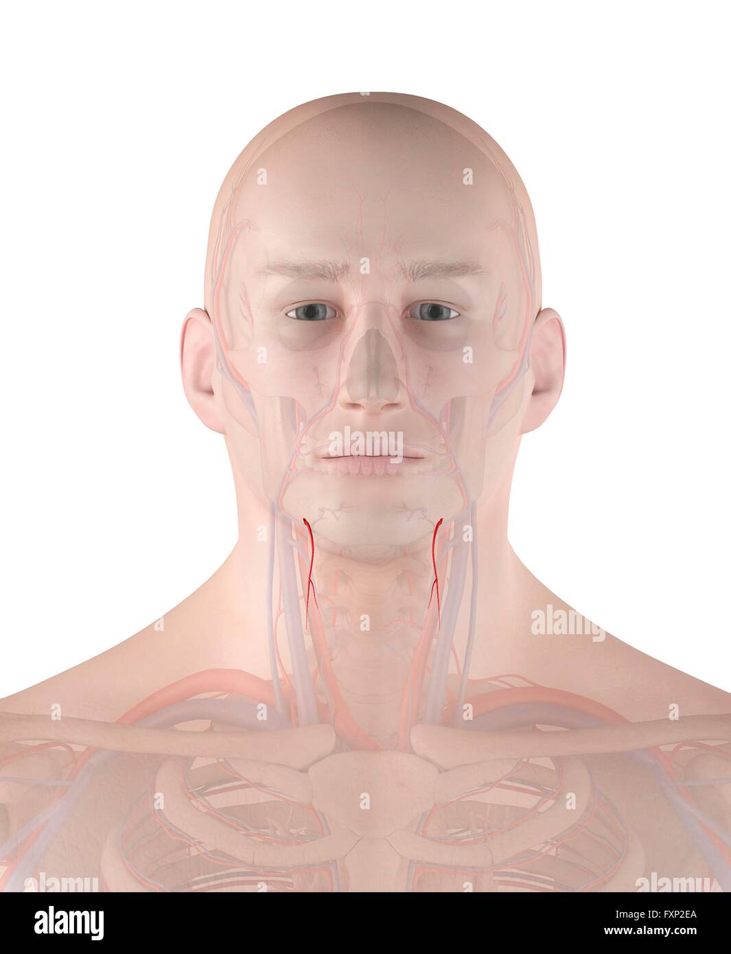 Human arteries, computer illustration Stock Photo - Alamy