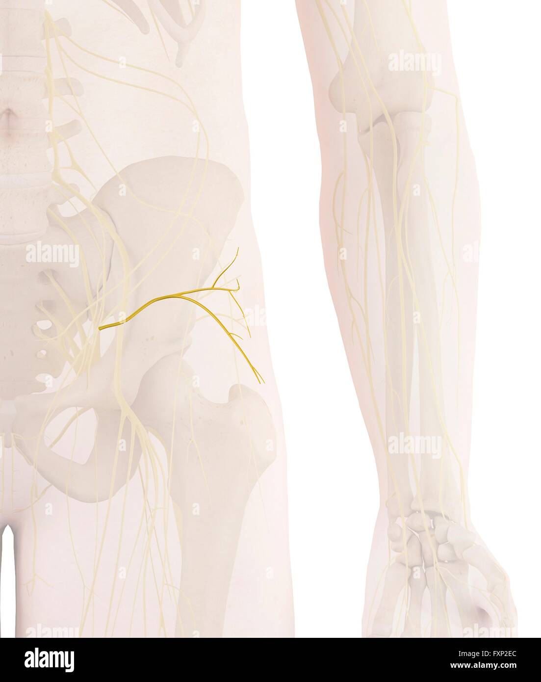 Human nerves, computer illustration Stock Photo - Alamy