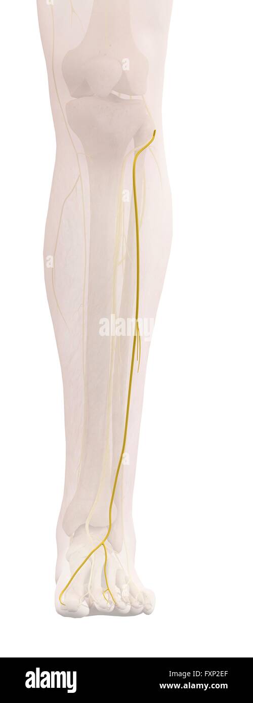 Human Leg Nerves High Resolution Stock Photography and Images - Alamy