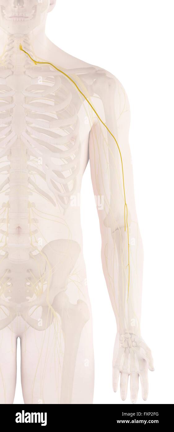 Human arm nerve, computer illustration Stock Photo - Alamy