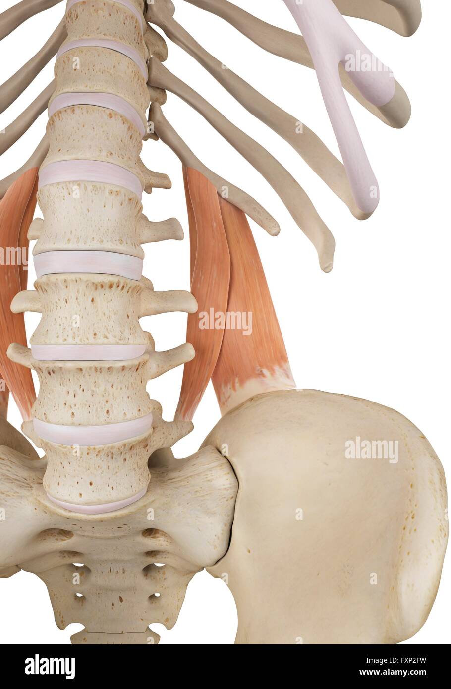 Human muscles, computer illustration Stock Photo - Alamy