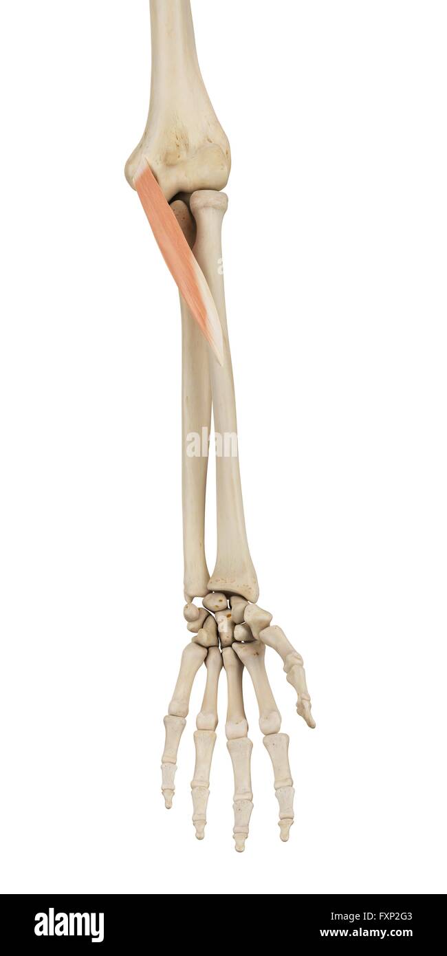 Human arm muscles, computer illustration Stock Photo - Alamy