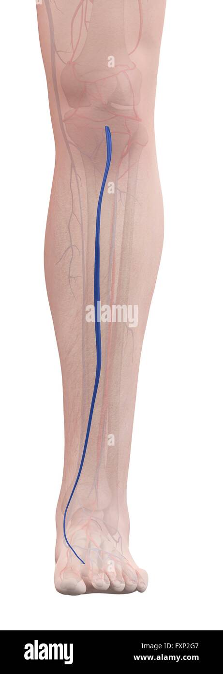 Human leg vein, computer illustration Stock Photo - Alamy