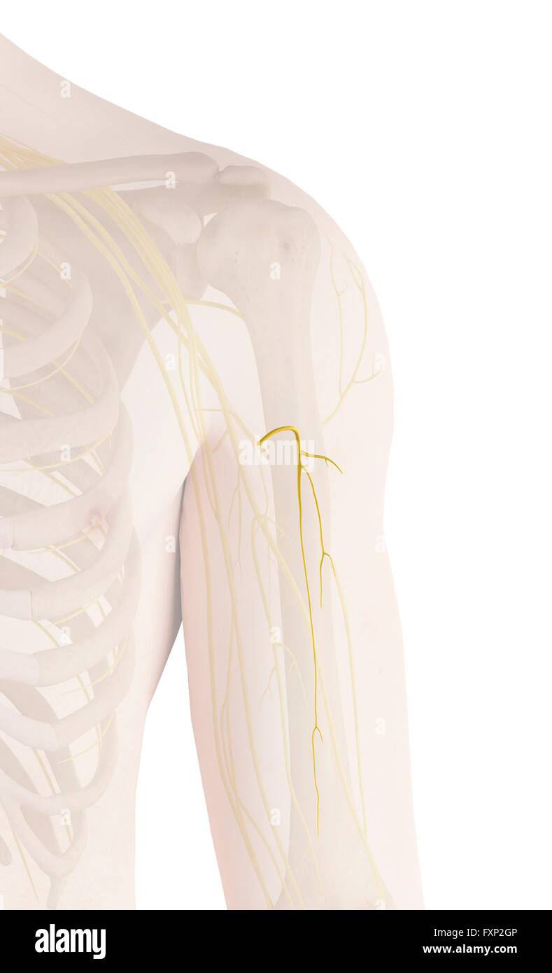 Nerves arm hi-res stock photography and images - Alamy