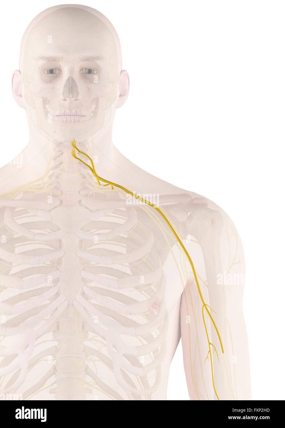 Human nerves, computer illustration Stock Photo - Alamy