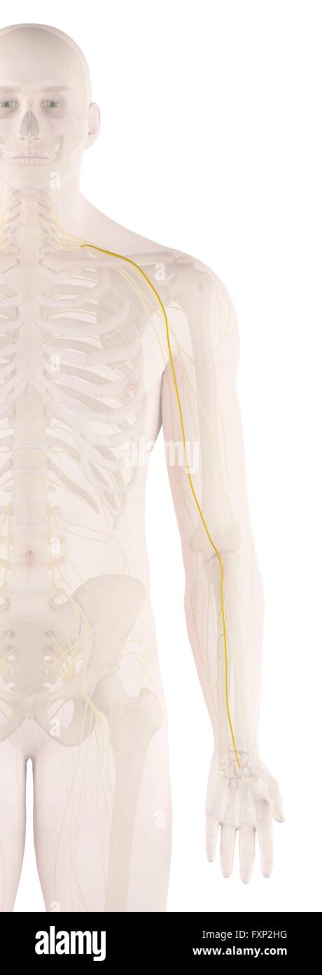 Nerves arm hi-res stock photography and images - Alamy