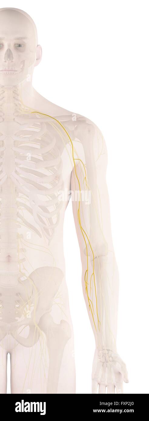 Human nerves, computer illustration Stock Photo - Alamy