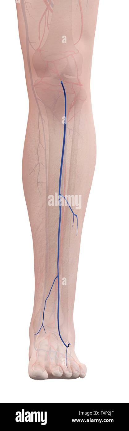 Leg veins hi-res stock photography and images - Alamy
